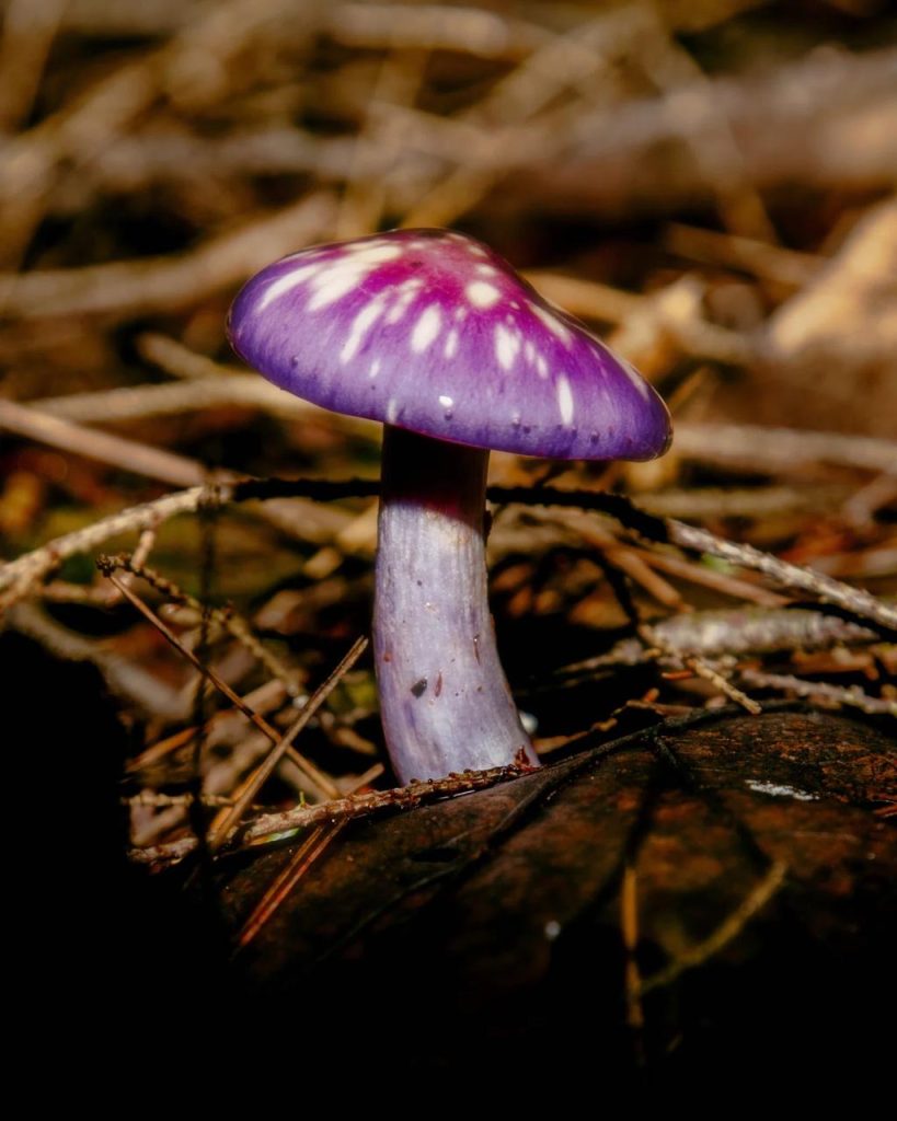 Explore the photo love letter to New York’s fungal flora – LensWisdom